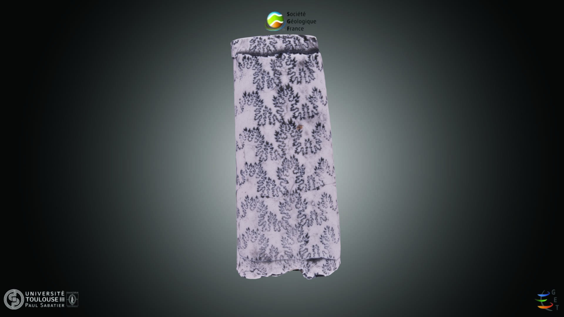 Cephalopode - Baculites sp. - Download Free 3D model by Société ...
