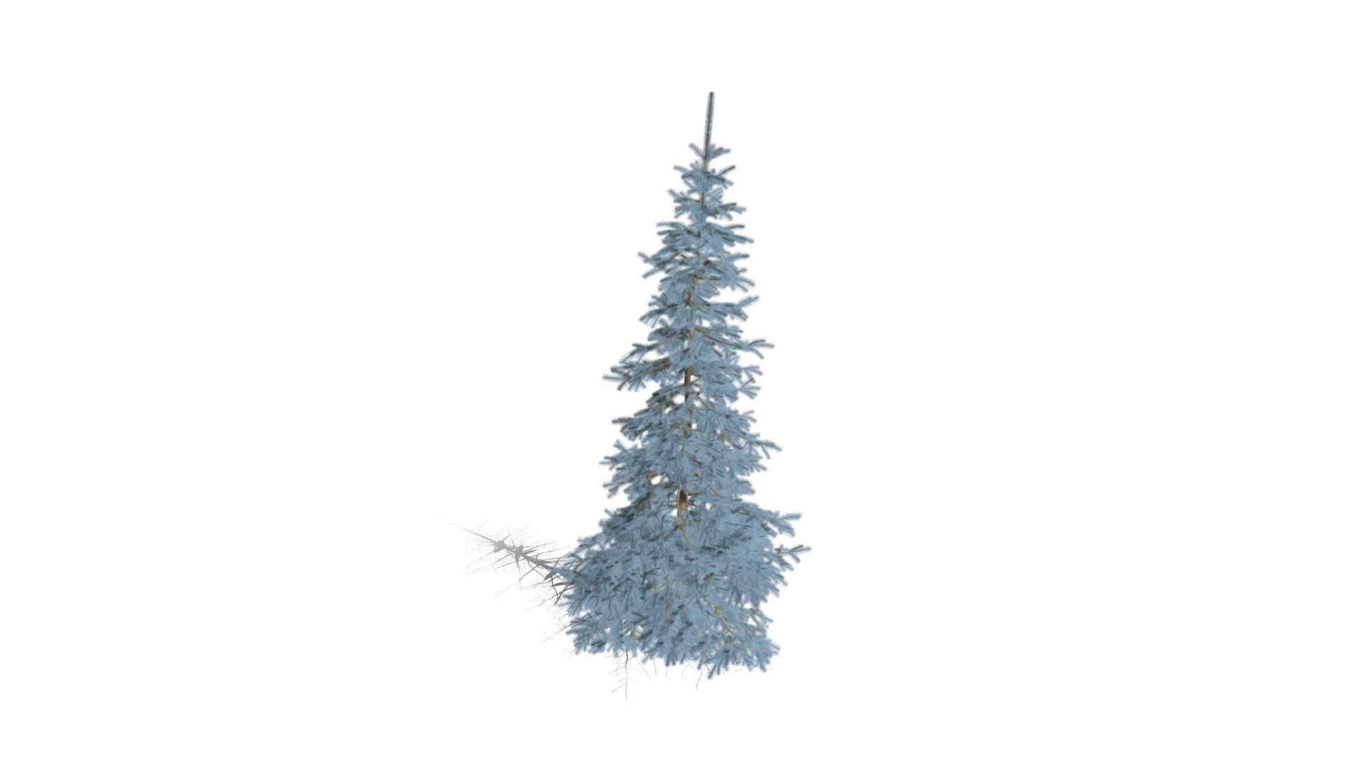 Realistic HD Colorado Blue spruce Koster (12/43) - Download Free 3D ...