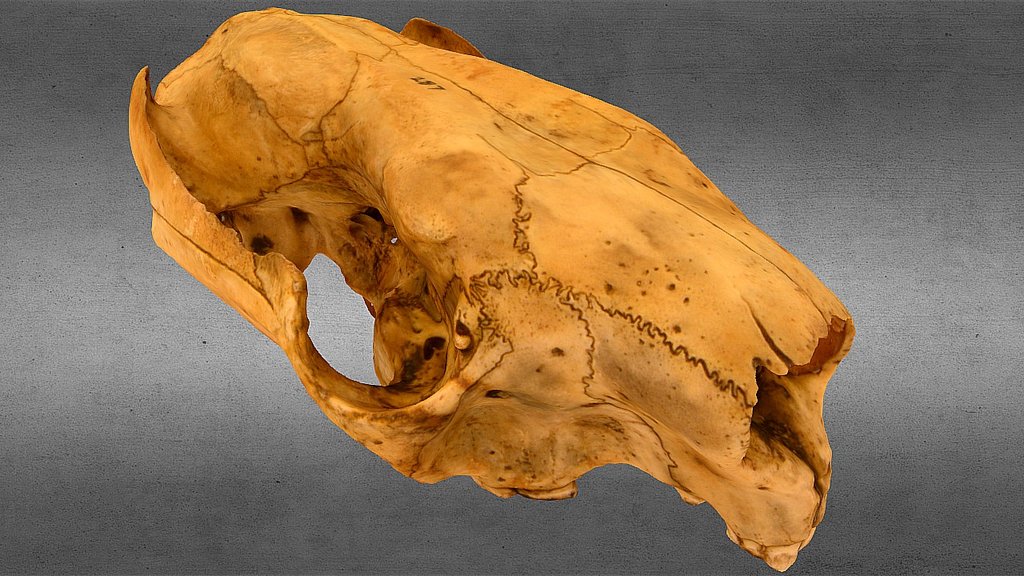 Koala Skull (Phascolarctos cinereus) - 3D model by nate_siddle (@nate ...