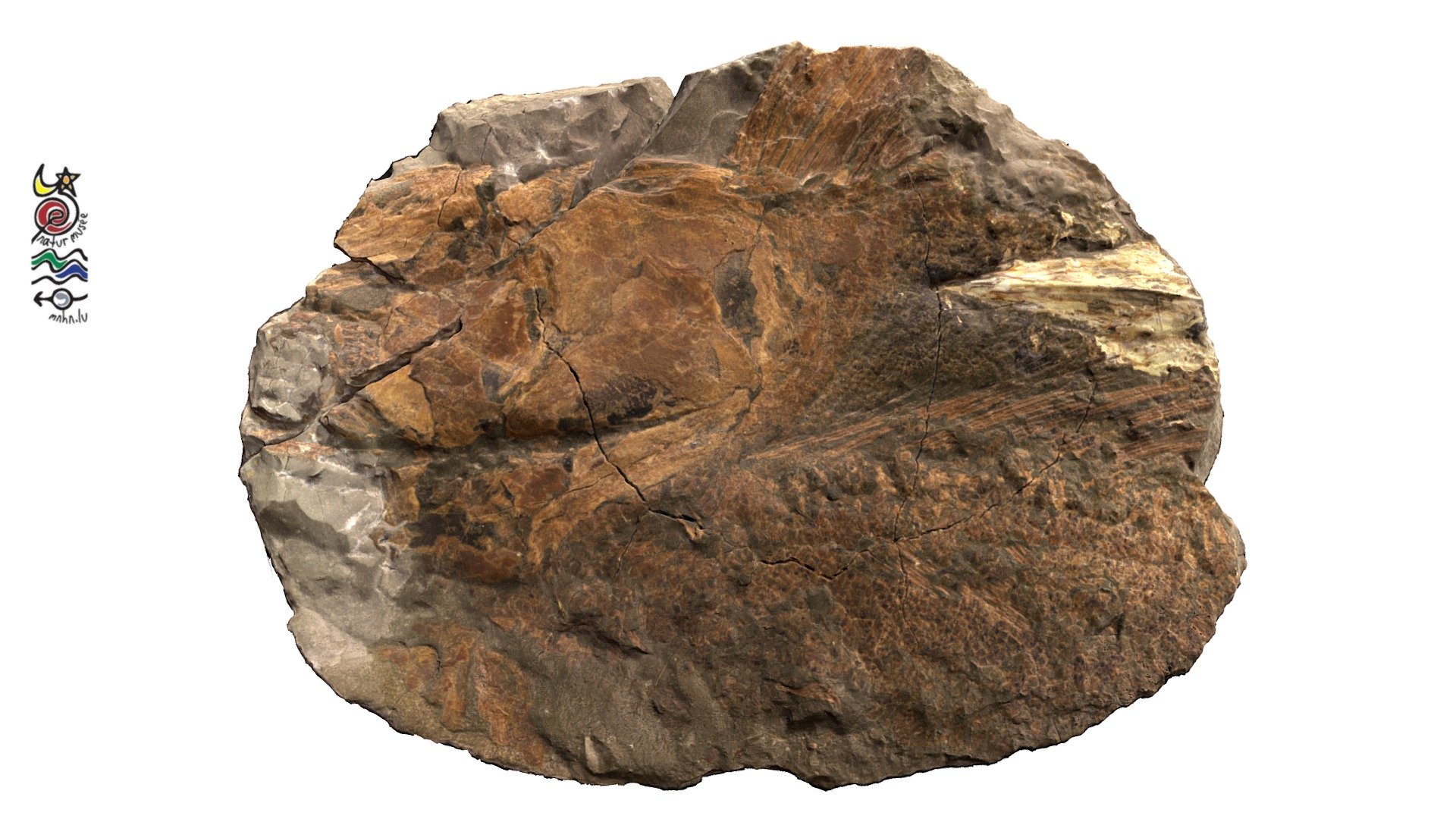 Pachycormus macropterus TU989 - Download Free 3D model by Musée ...