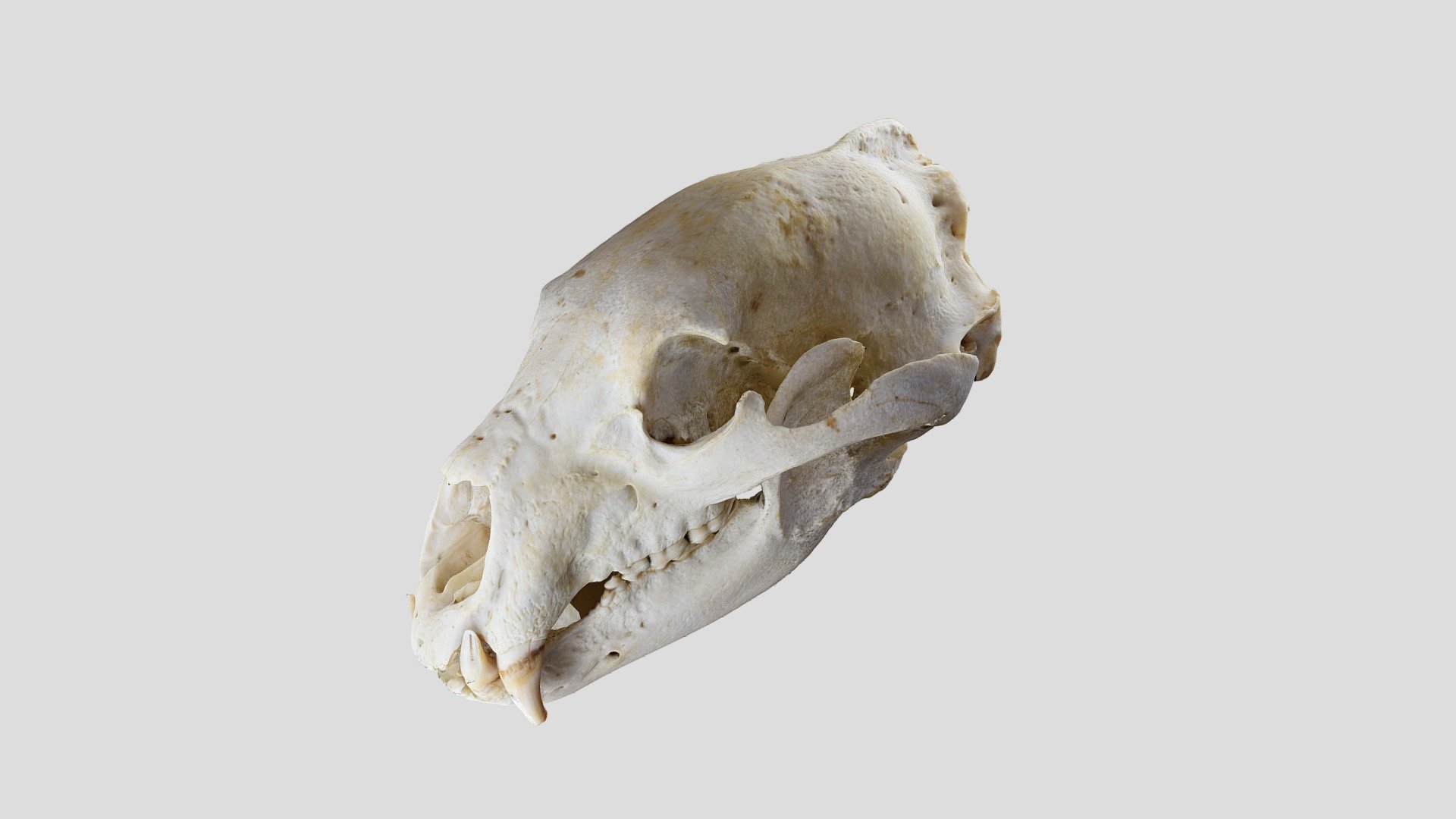 Black Bear Skull - Download Free 3D model by Culture Society ...