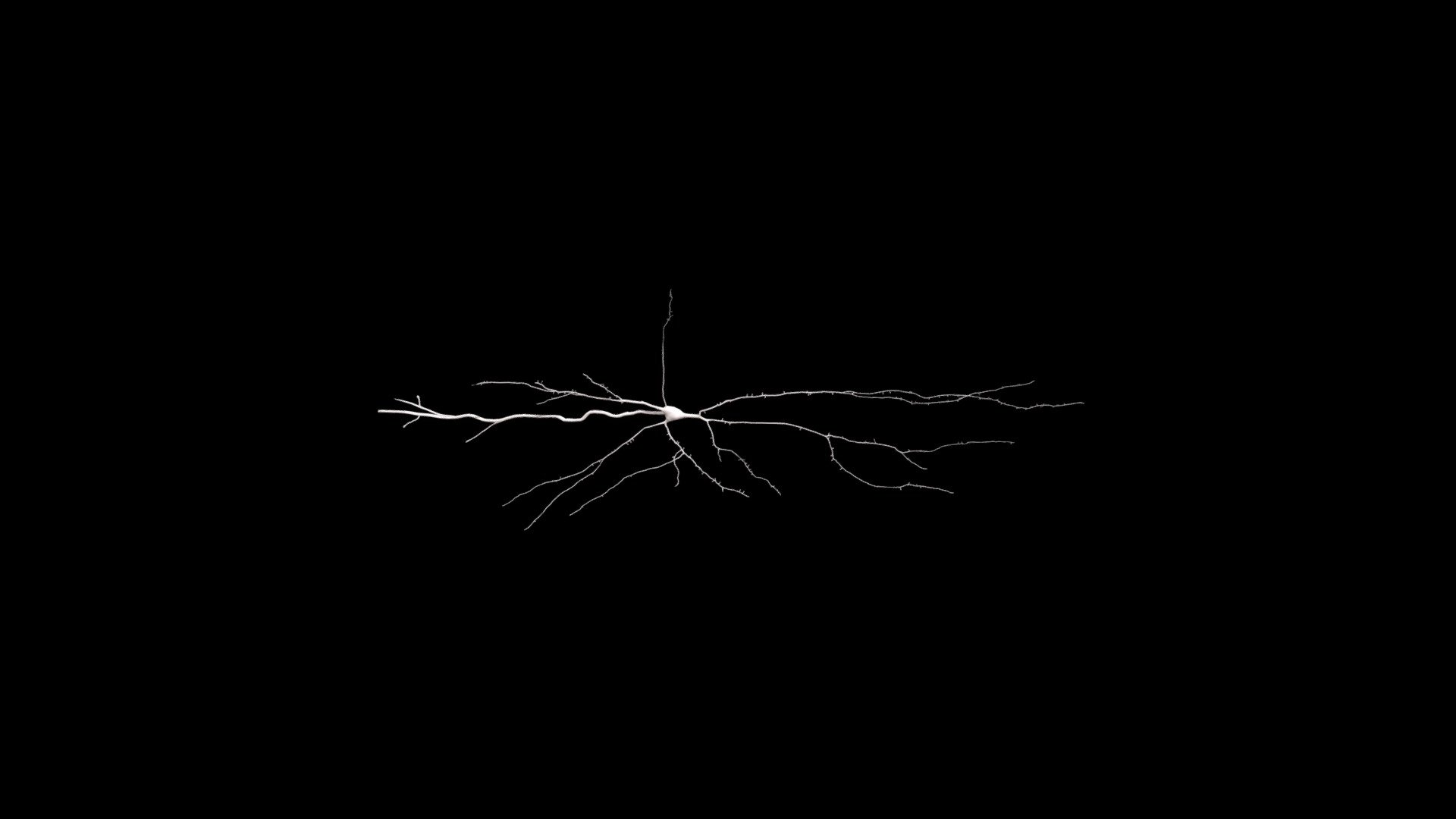 Projection Neuron - 3D model by XR Life Science (@GLS) [8c2d453 ...