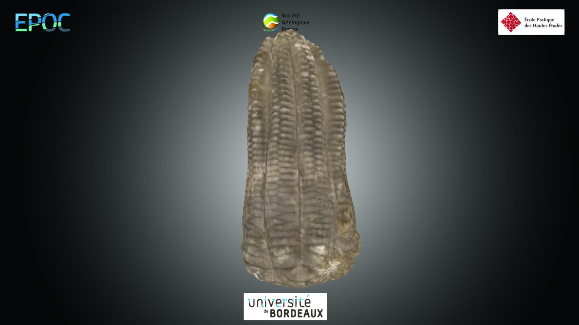 Crinoïde - Encrinus sp. - Download Free 3D model by Société Géologique ...
