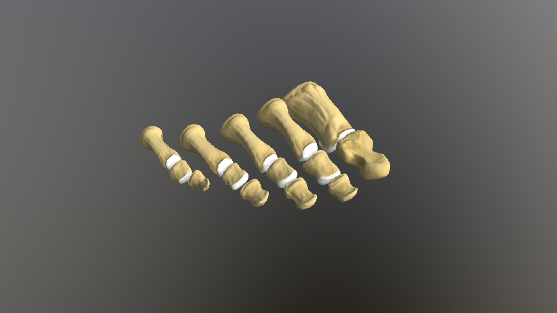 Human phalanges - Buy Royalty Free 3D model by humantouchillustration ...