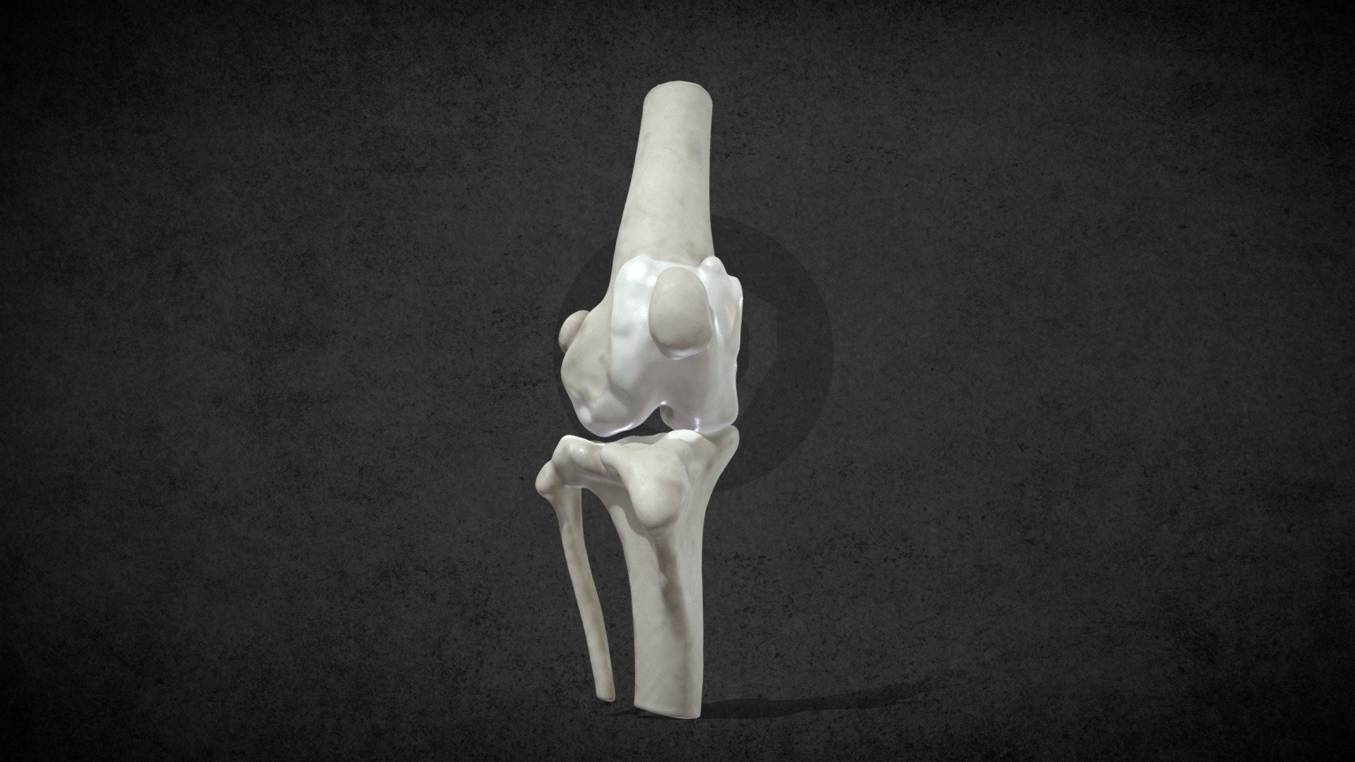 Stifle joint of a chihuahua (ID5533) - 3D model by LimesVet [8c2f558 ...
