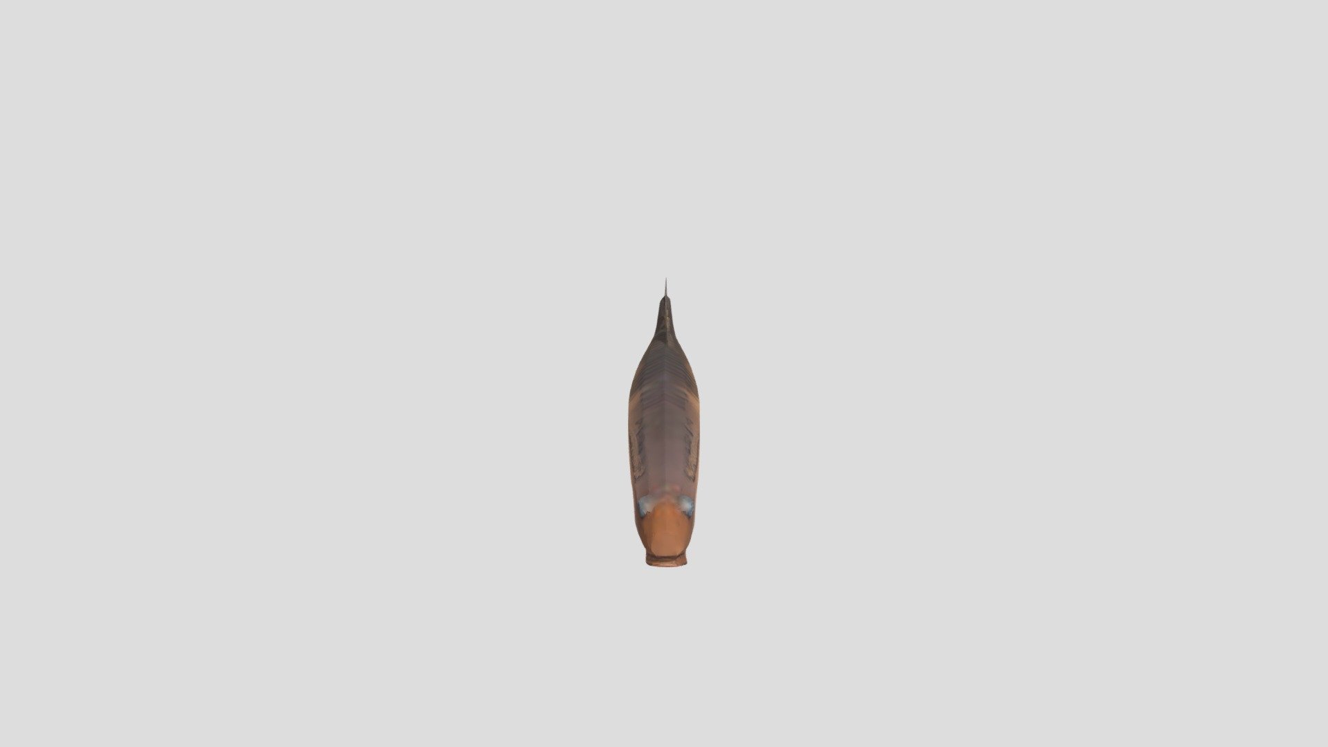 Sea lamprey - Download Free 3D model by faerbogdan99 [8c2fc44] - Sketchfab