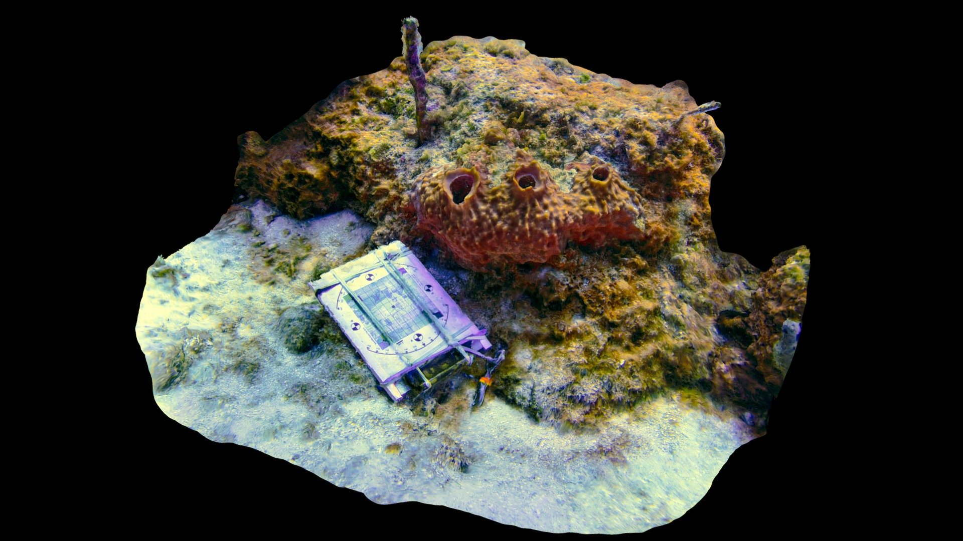 Giant barrel sponge remnant (X014-AQS1-2019) - Download Free 3D model ...
