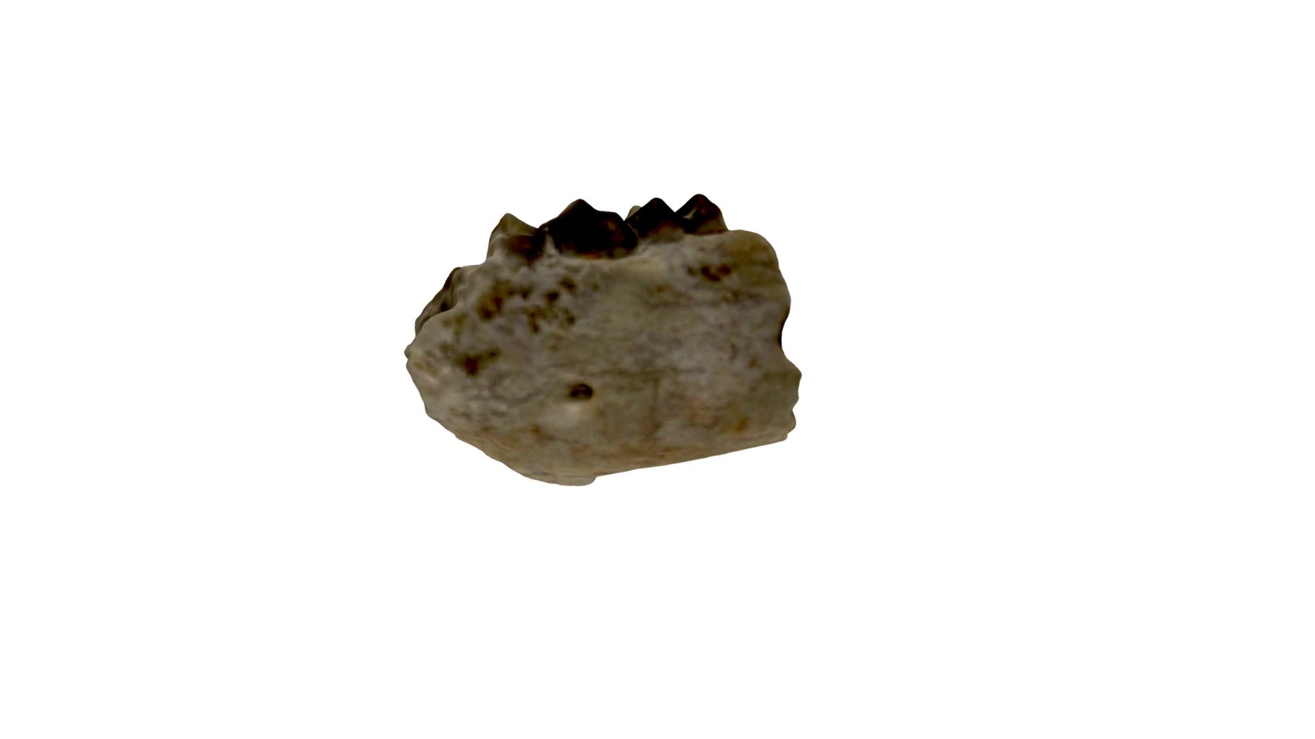 Oreodont-MF-21012MM - 3D model by MFabich-anthropologist (@mikeboi86 ...