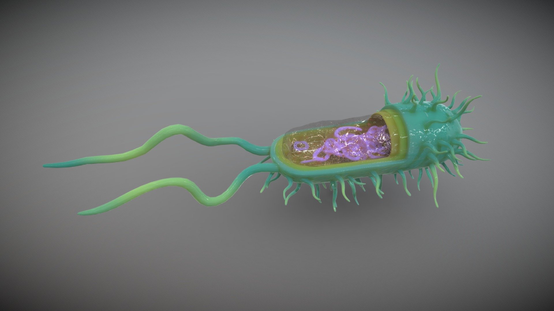 Celbouw van een E. coli bacterie - 3D model by Stichting Consortium ...