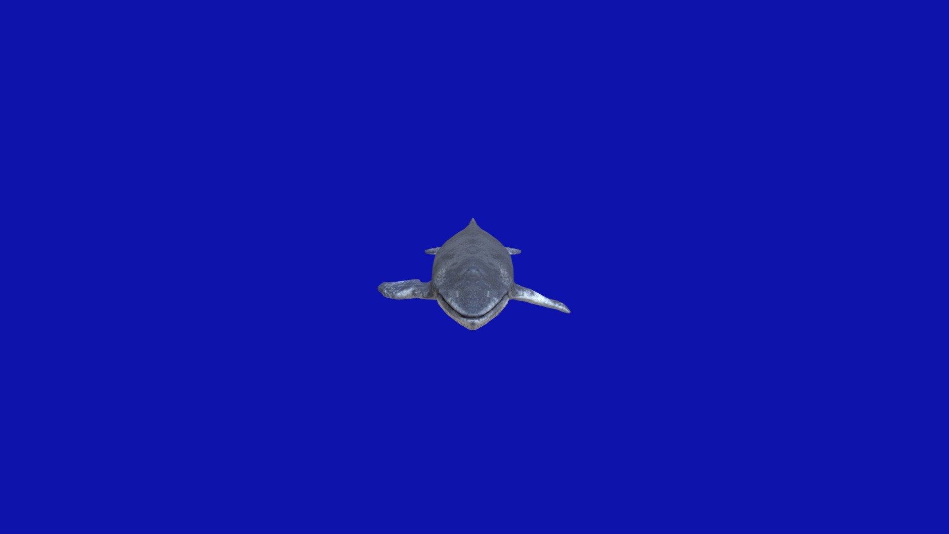 La balena azzurra - Download Free 3D model by annabenzi.ab [8c38bb8 ...