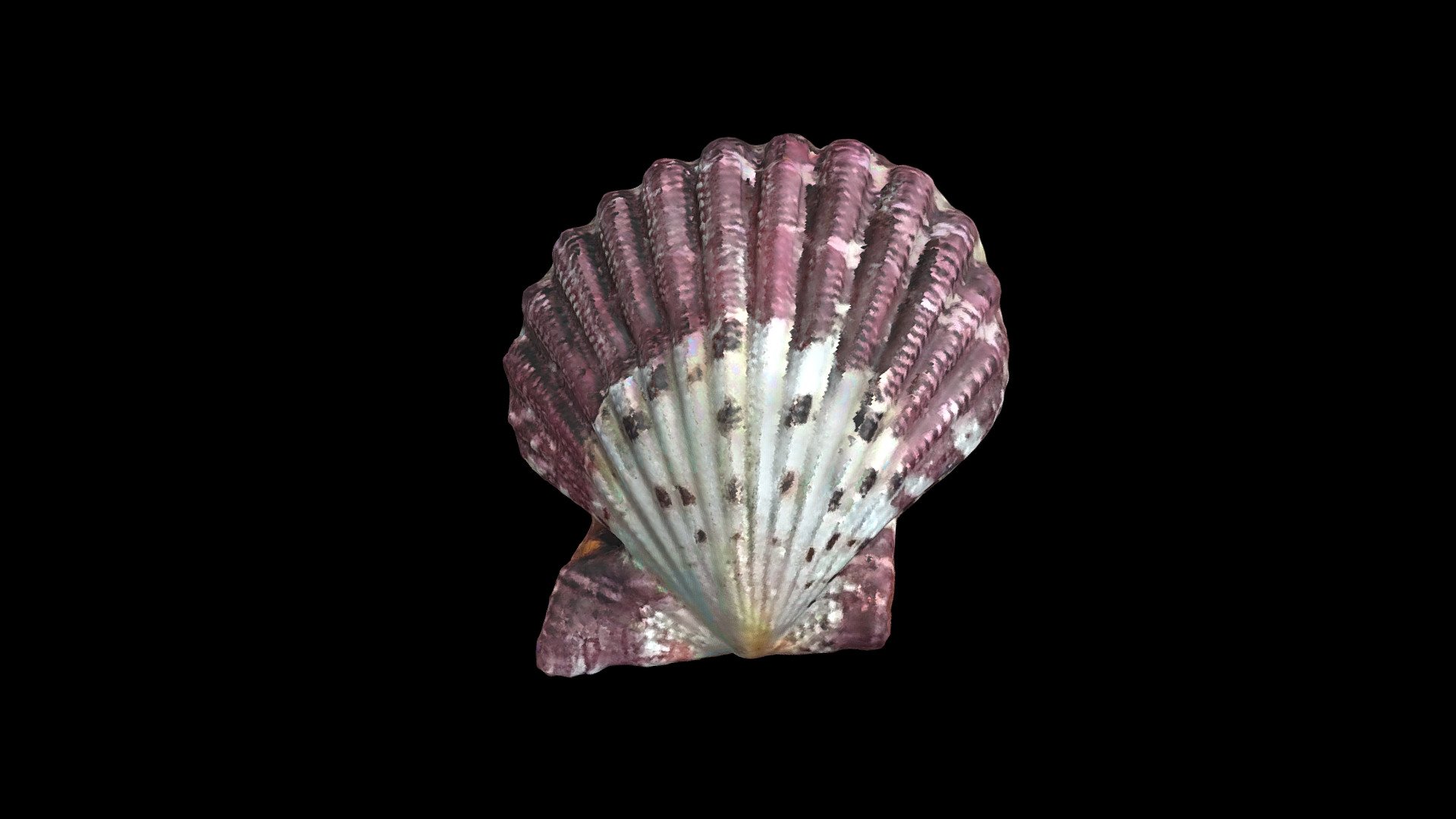 Shell 28 - Pecten Pallium - Download Free 3D model by Peter Nox (@Peter ...