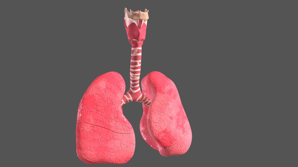 organs - A 3D model collection by 3mej - Sketchfab