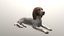 Springer Spaniel (Laying Down) - Download Free 3D model by David ...