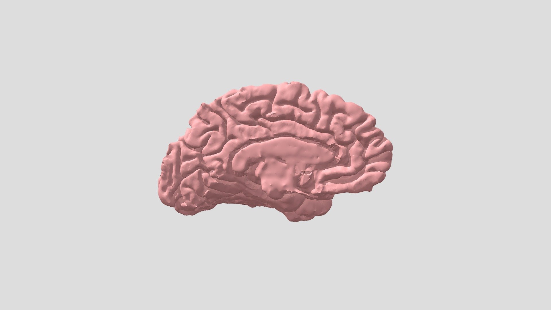 brain_half - 3D model by mclaughlinm [8c4329f] - Sketchfab