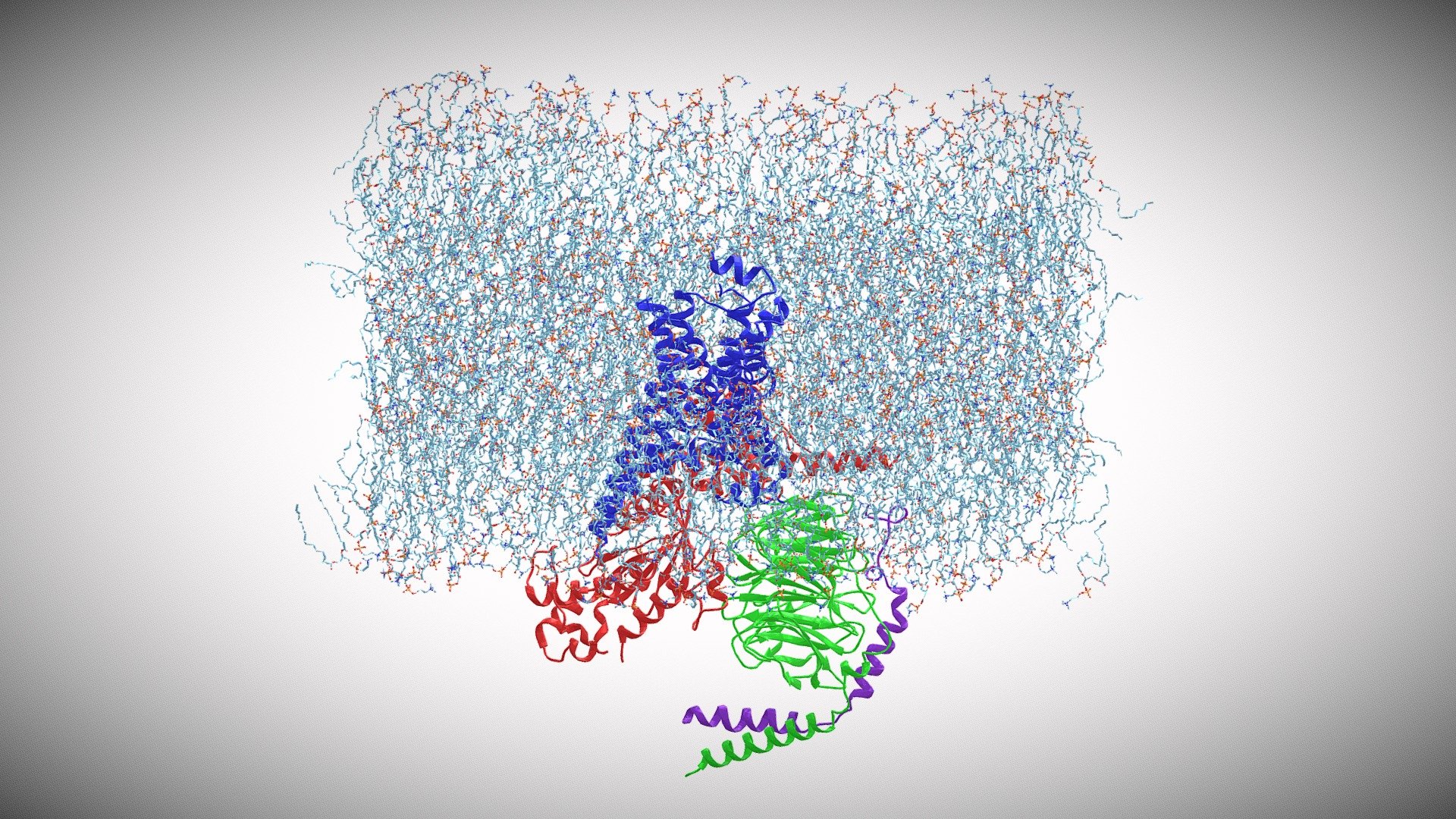 Beta Adrenergic Receptor and G protein complex - Download Free 3D model ...