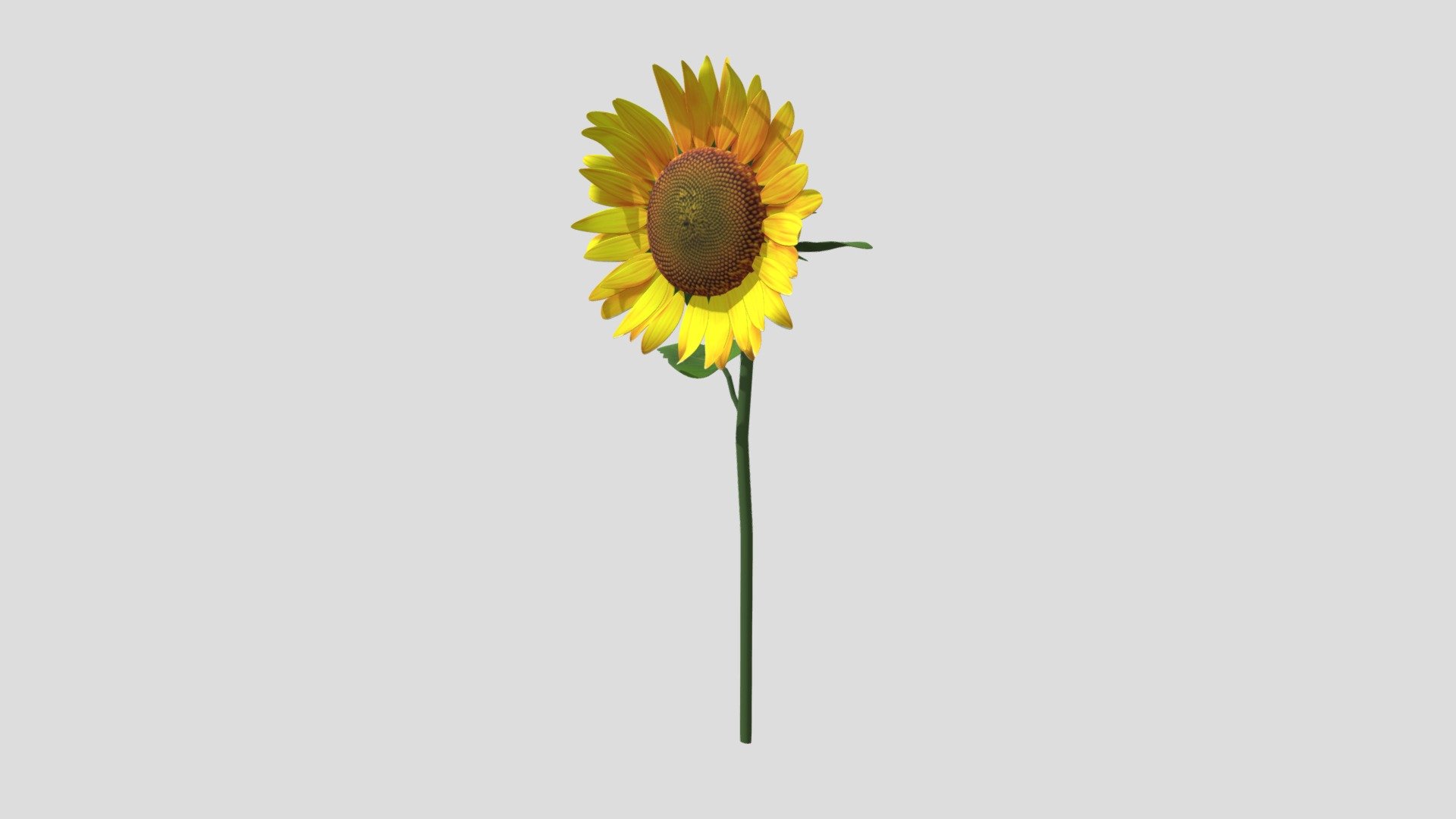 Sunflower - Download Free 3D model by Tony's Classics (@marlborobenz ...
