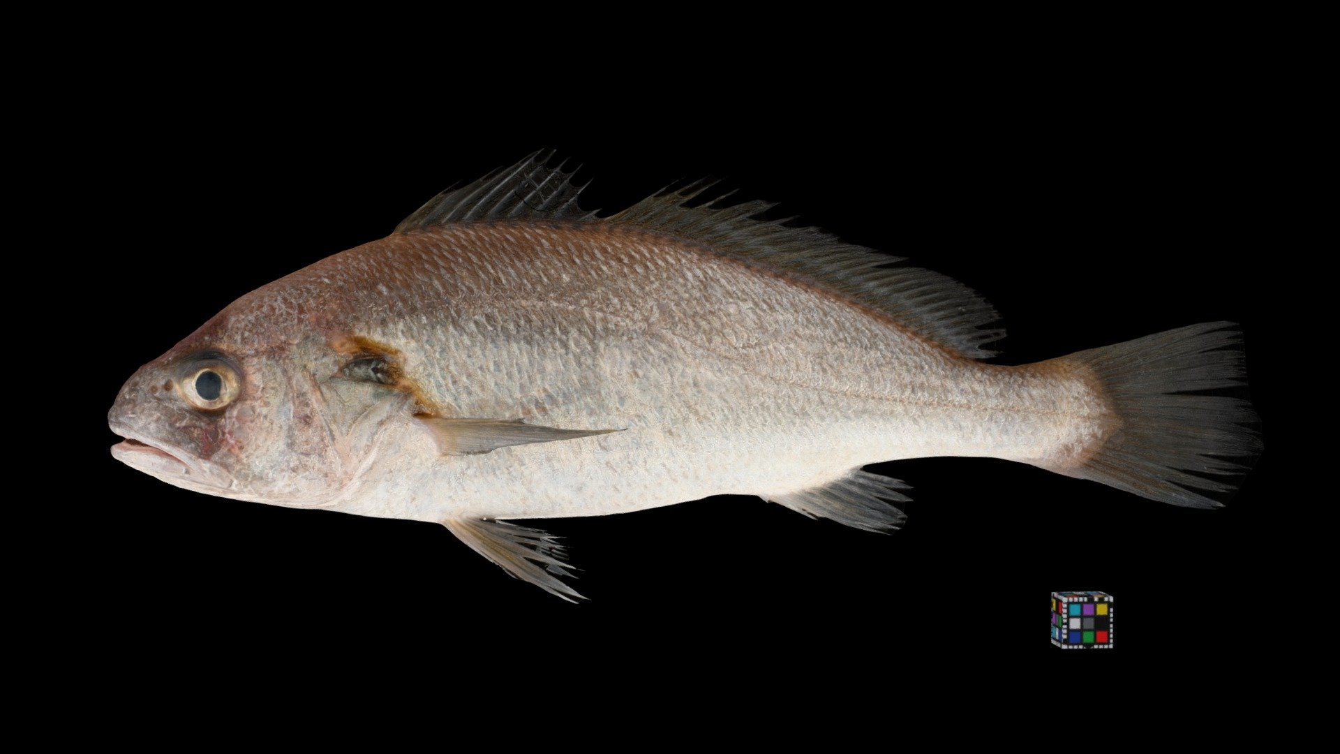 シログチ イシモチ Silver Croaker, Pennahia argentata - Download Free 3D model ...