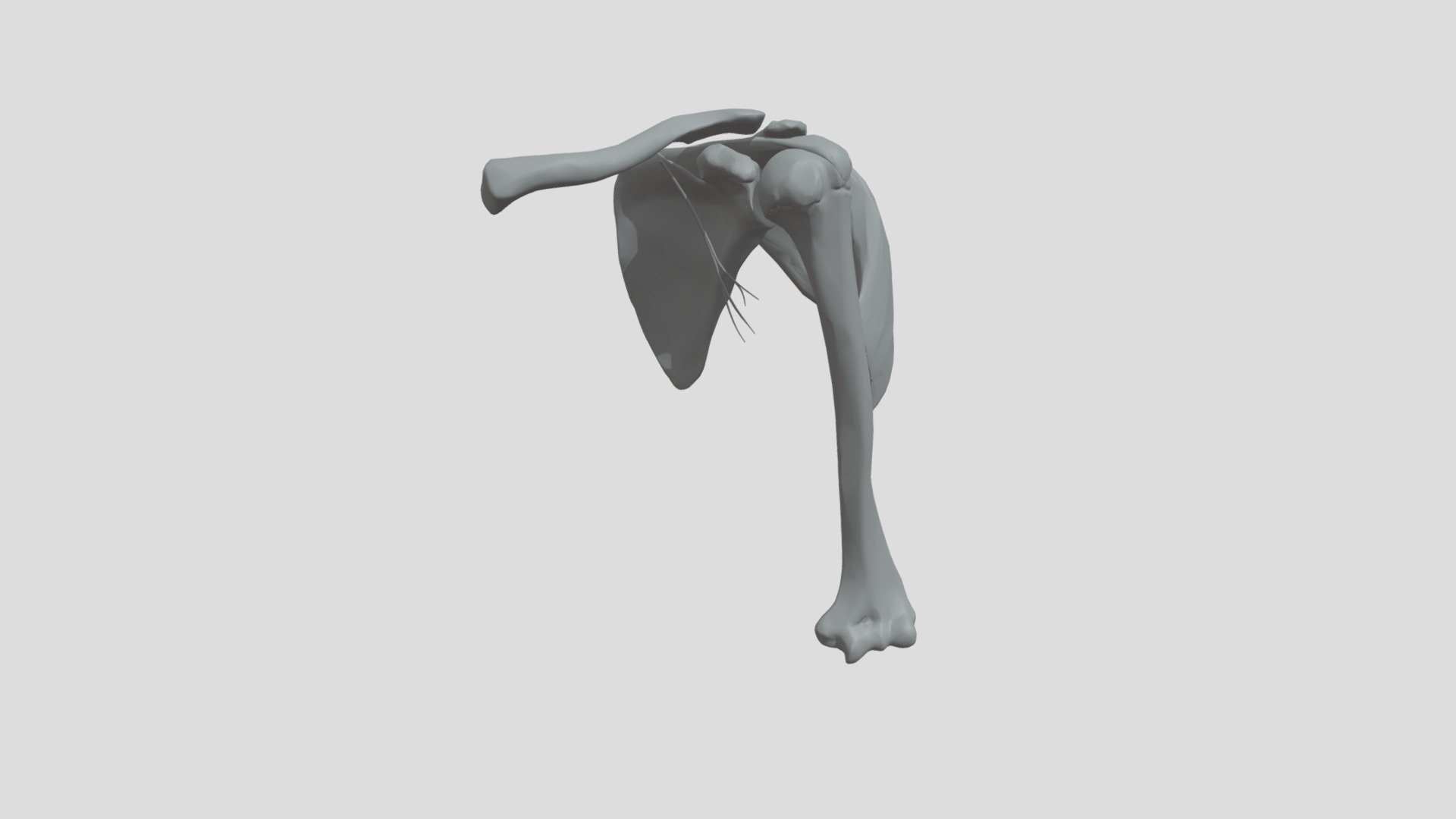 Shoulder - 3D model by lregula1 [8c4ab19] - Sketchfab