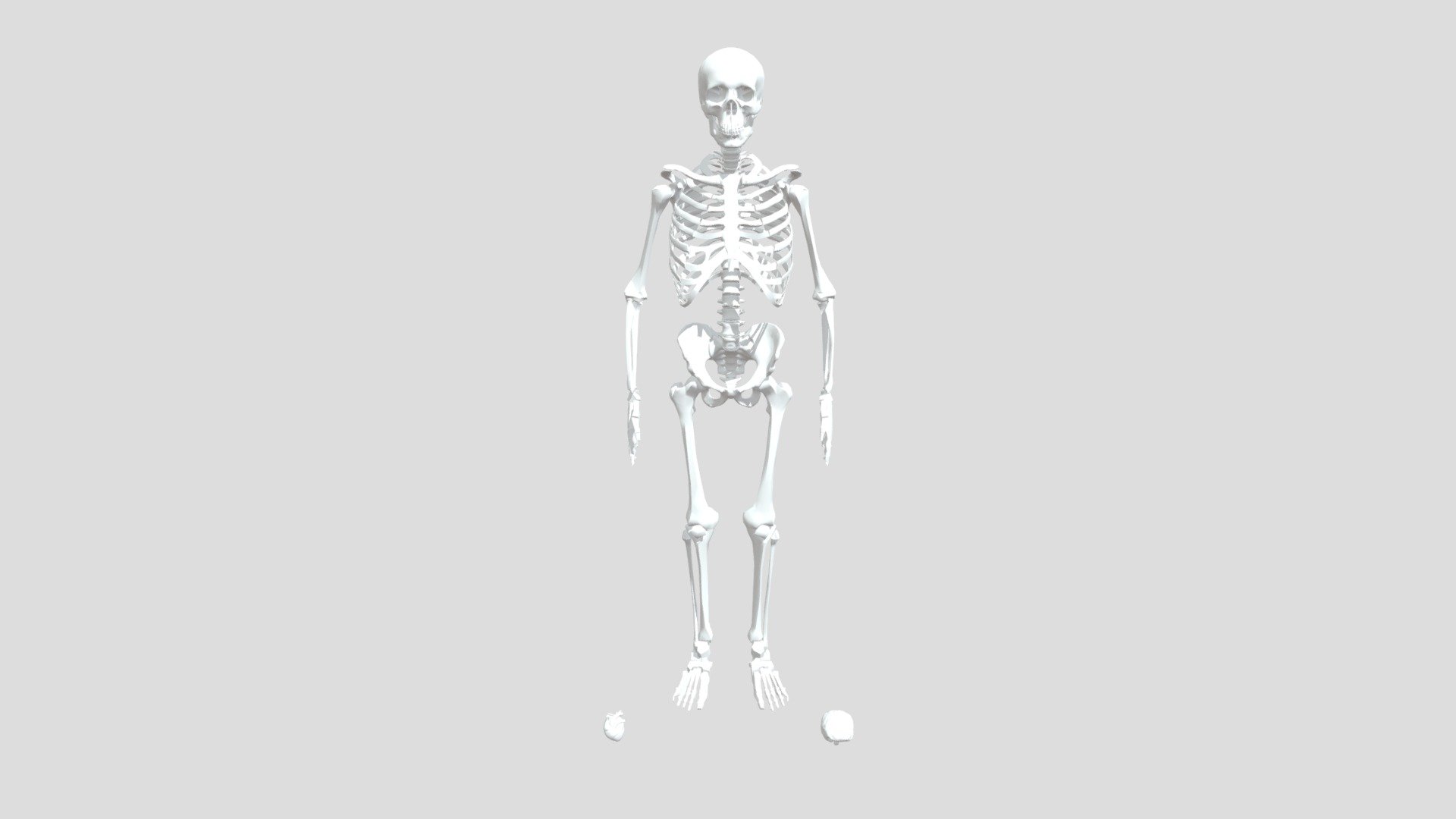 human skeleton parts - Download Free 3D model by Aidanbrowski [8c4cf6b ...