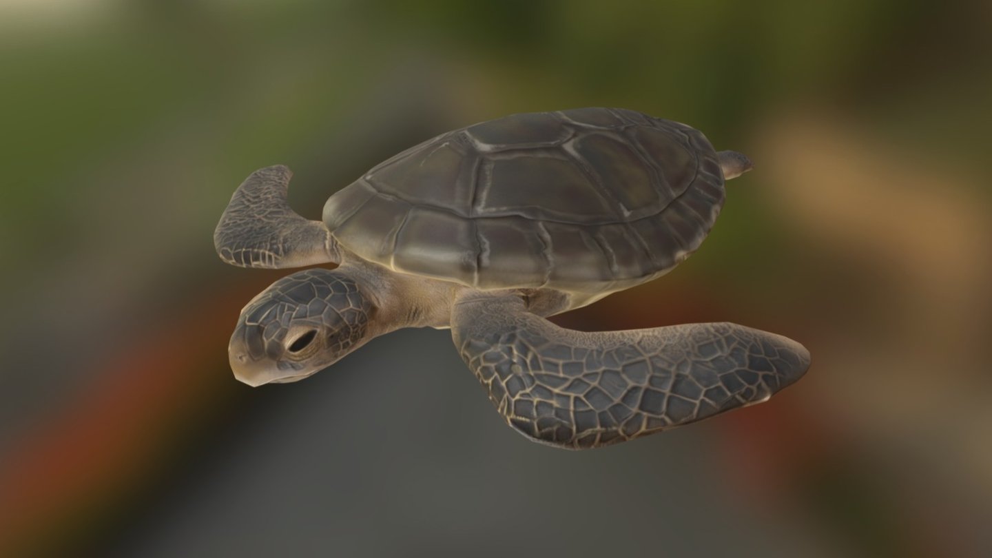 Sea Turtle - 3D model by heybarry [8c4d1ff] - Sketchfab