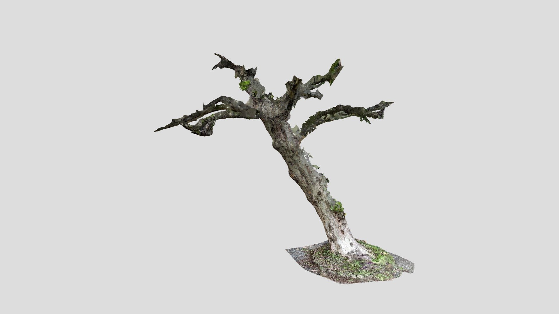 Tree Point Cloud - 3D model by beaaoton [8c55abe] - Sketchfab