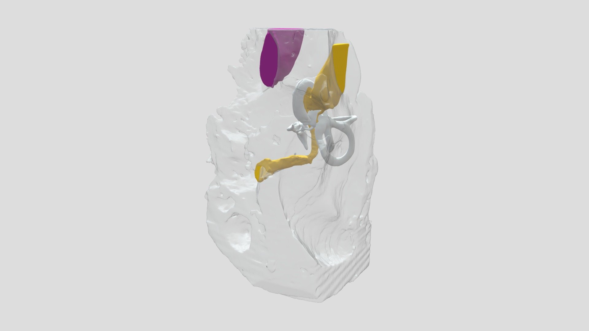Temporal bone & Inner ear (BETA) - 3D model by Kuchumov [8c59b15 ...