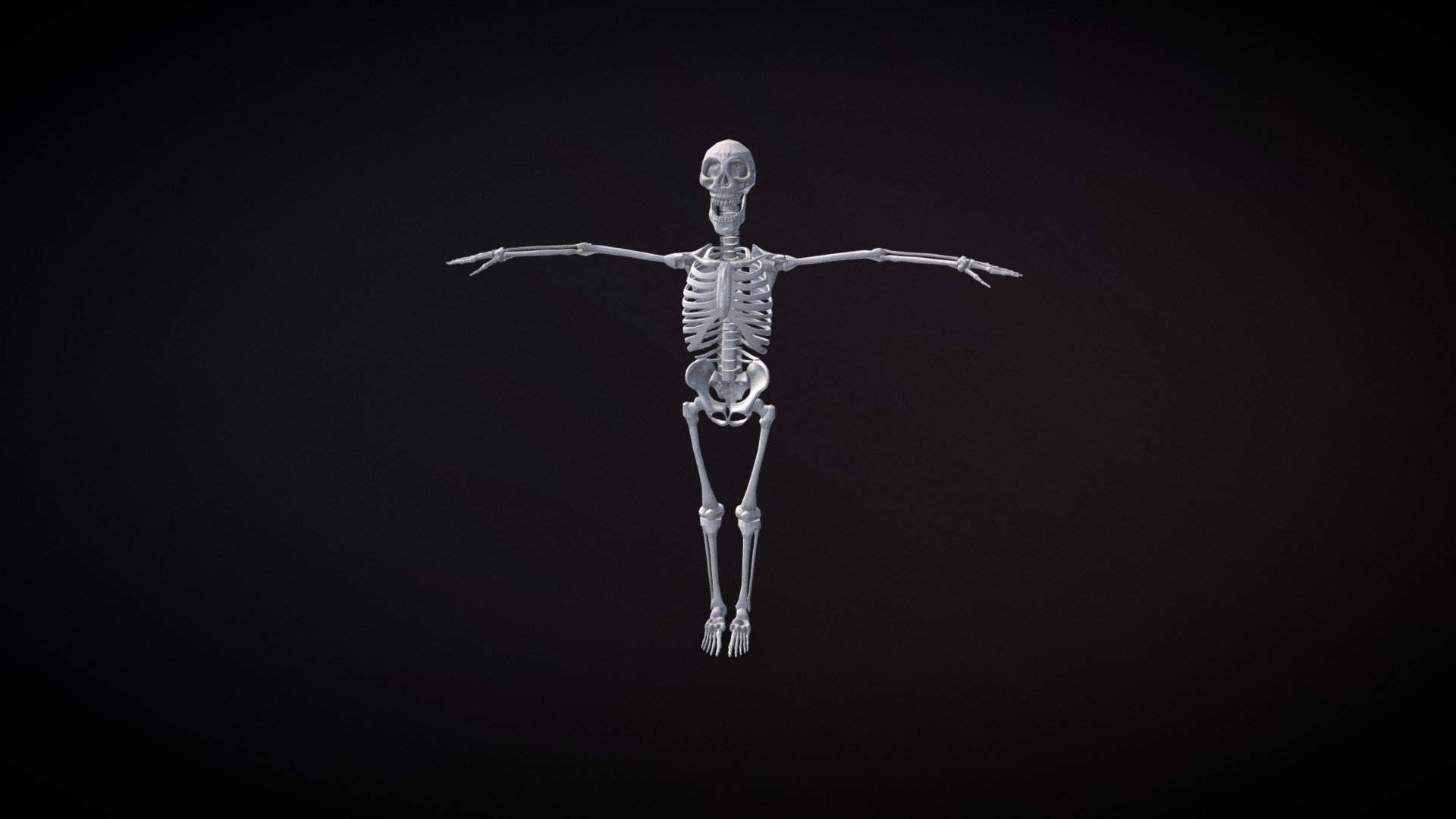 Skeleton - 3D model by Haesoo (@haesoo_ji) [8c5a817] - Sketchfab