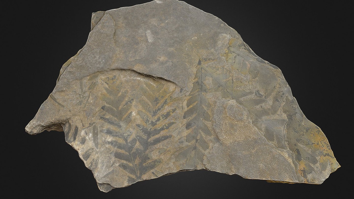 Dicroidium - 3D model by Nick Wiggins (@nick_wiggins) [8c5a81e] - Sketchfab