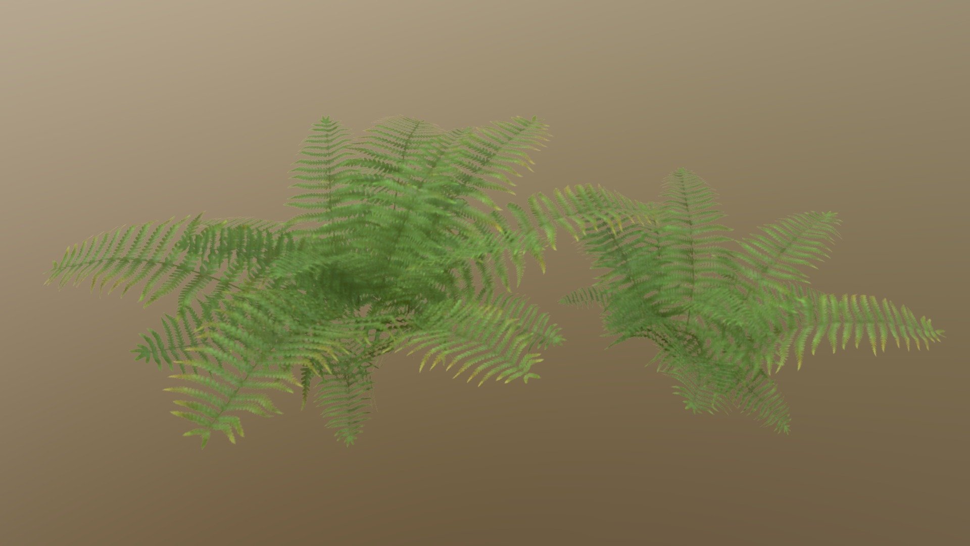 Ferns - Buy Royalty Free 3D model by alint [8c5ae28] - Sketchfab Store