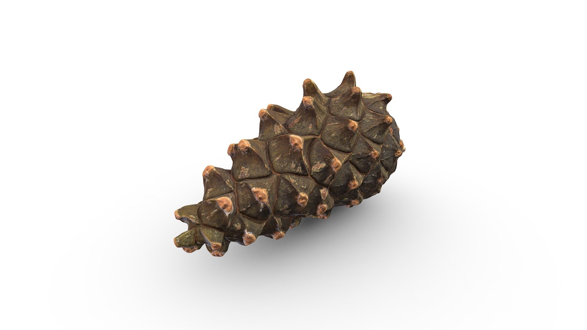 Pine Cone - 3D model by RawCatalog.com (@rawcatalog) [8c6615d] - Sketchfab
