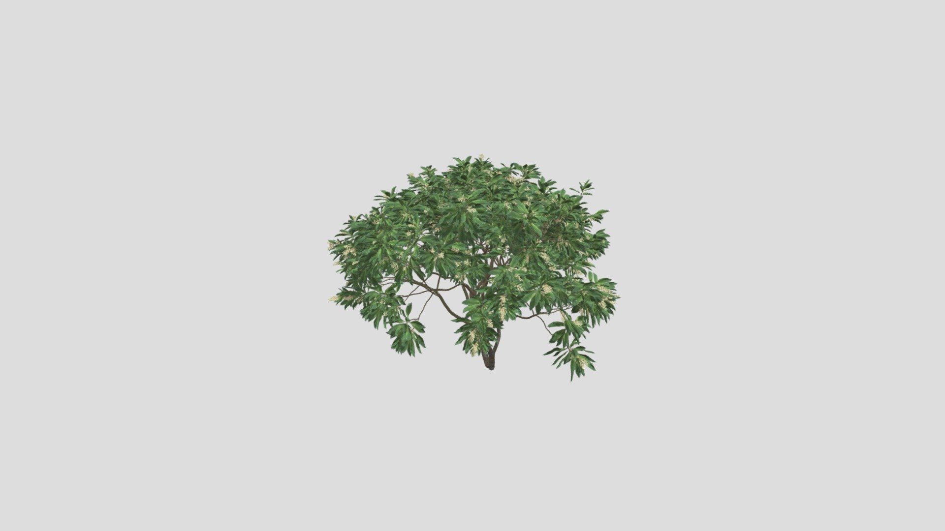 Loquat tree 1 AM210 Archmodels - Buy Royalty Free 3D model by ...