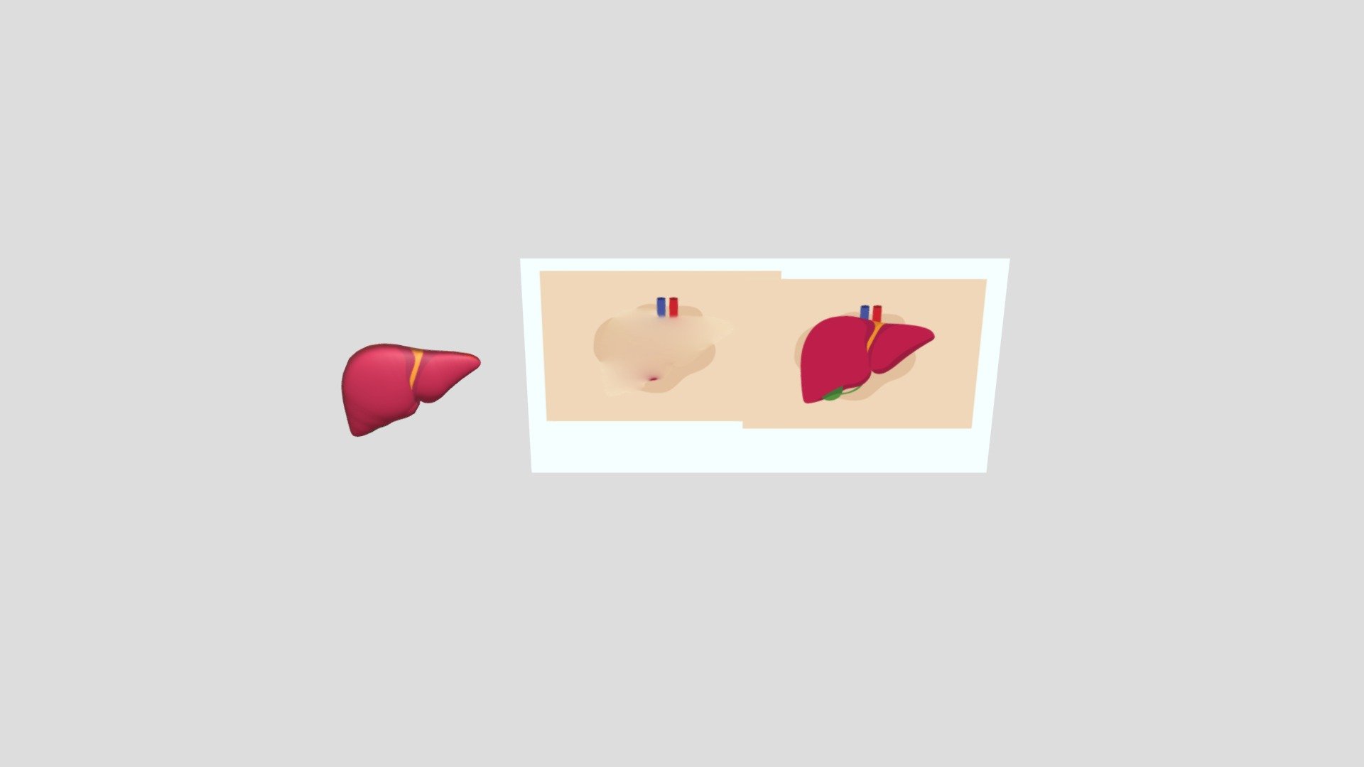 Liver - project1 - Download Free 3D model by yohanes_selano [8c71f93 ...
