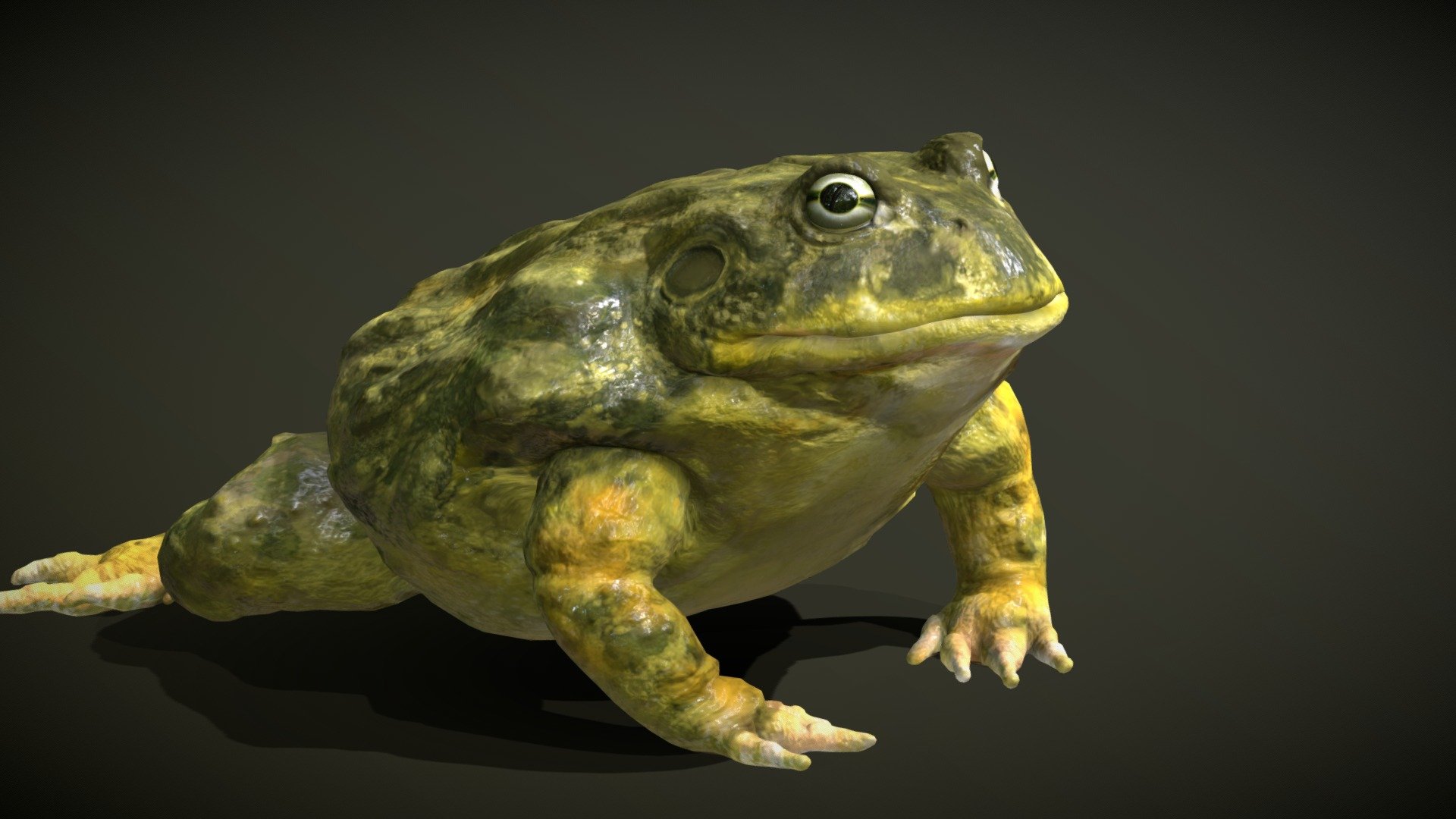African Bullfrog - Buy Royalty Free 3D model by Nestaeric [8c749fb ...