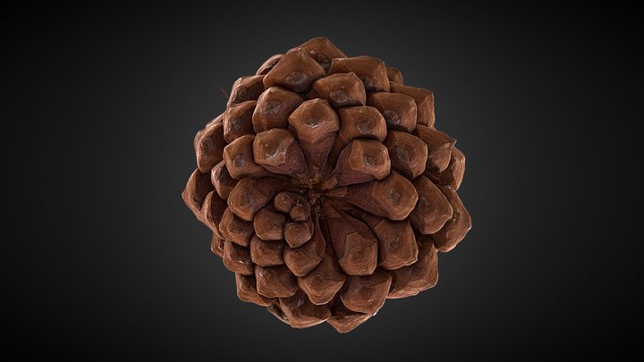 Pine_cone 3D models - Sketchfab