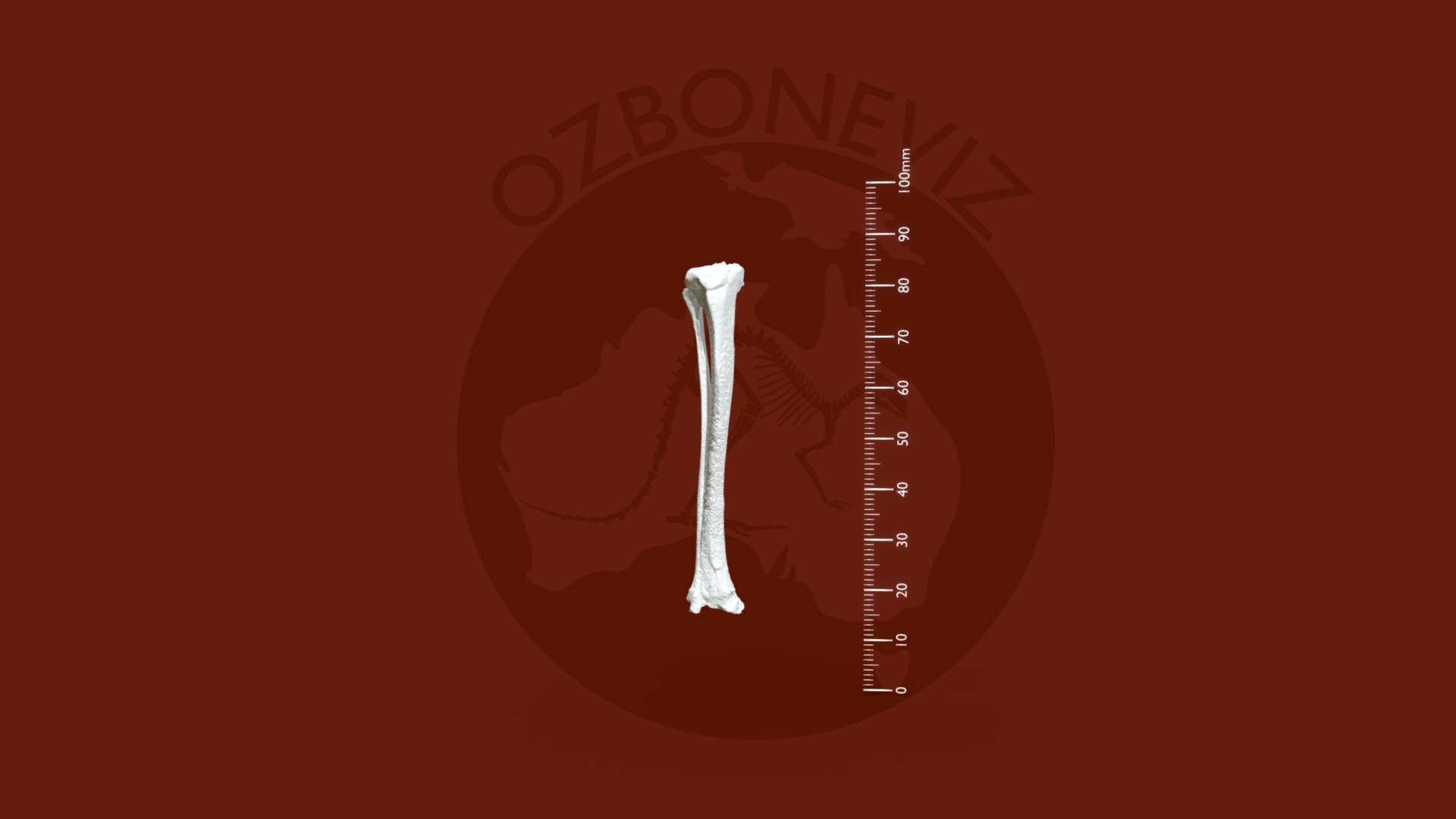 Raffray's bandicoot tibia - 3D model by Ozboneviz [8c783e9] - Sketchfab