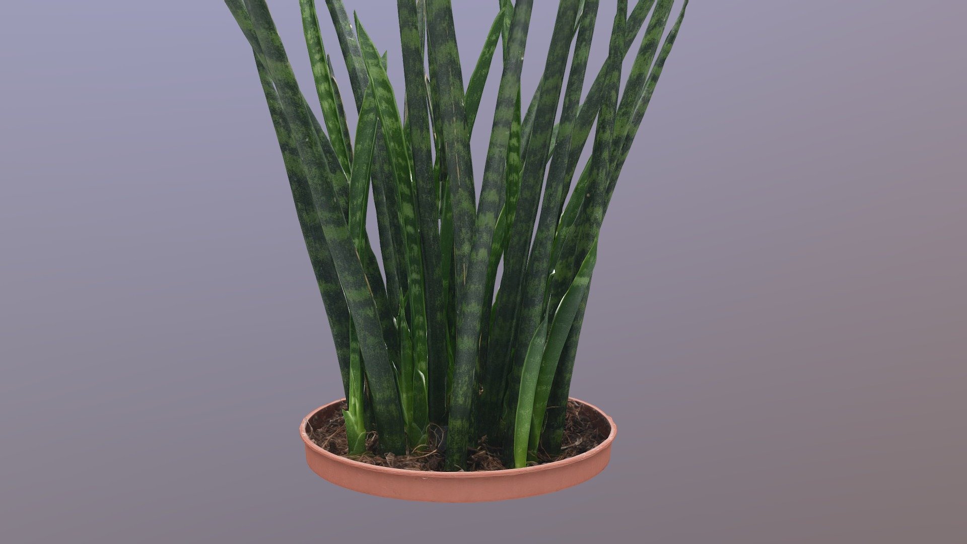 stekel plant 40k polygons 197 foto's uit 231 - 3D model by Dajo ...