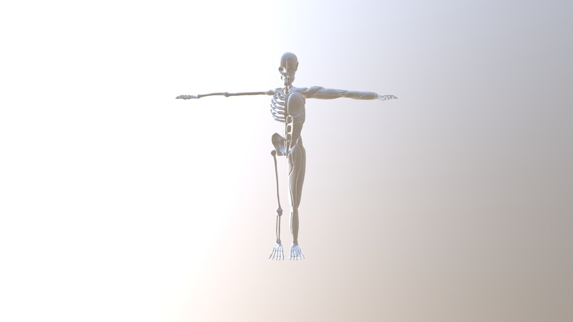 anim_yingyu_xu_skeleton - 3D model by yxu [8c8364b] - Sketchfab