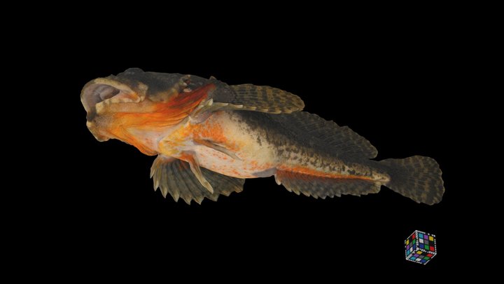 Cottidae 3D models - Sketchfab