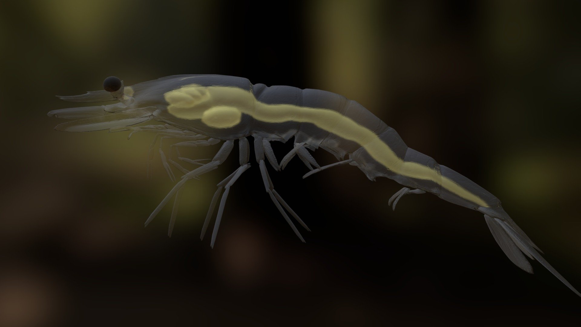 Mysis Shrimp (w Notes) - Download Free 3D model by ucdavisterc [8c85f2c ...