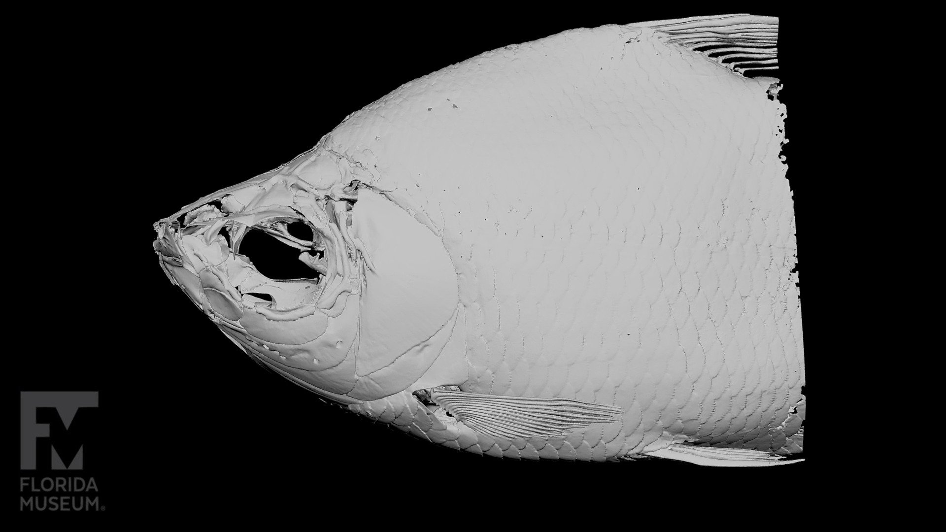Curimata cyprinoides - 3D model by FloridaMuseum [8c8e7d1] - Sketchfab