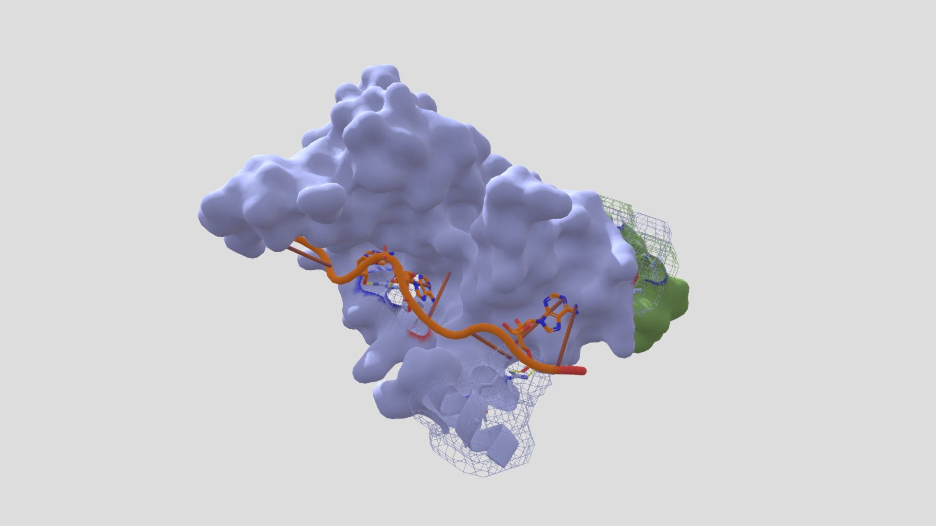 Poly(A) mRNA Complex with PABP and eIF4G - 3D model by lottiew [8c9b976 ...