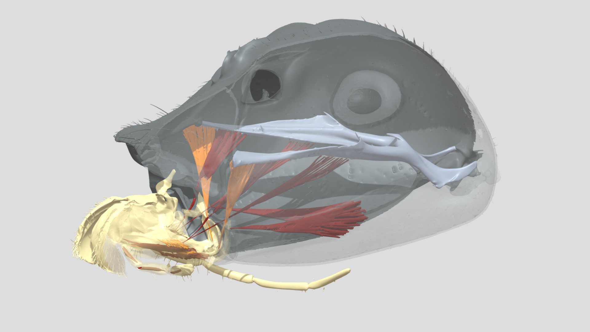 Leptomyrmex uniclor maxilla muscles - 3D model by Economolab (@arilab ...