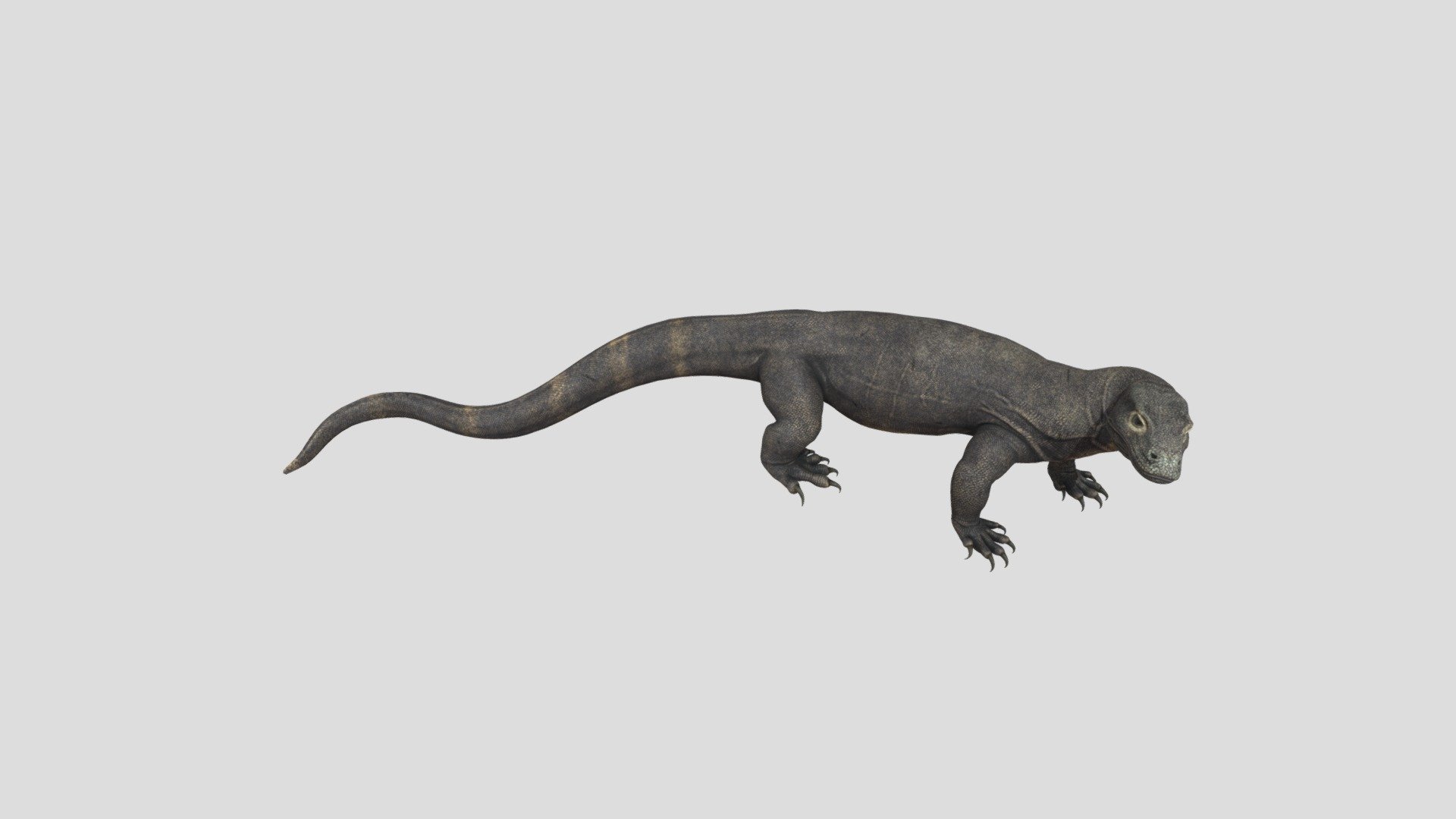 Komodo - 3D model by sucilestarih90 [8cadf57] - Sketchfab