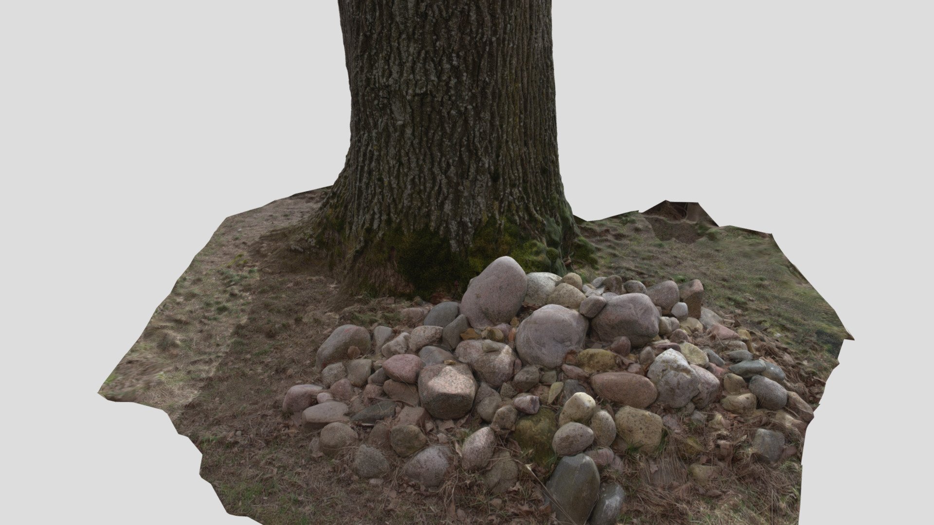Oak Tree - 3D model by tpema [8cb3d95] - Sketchfab