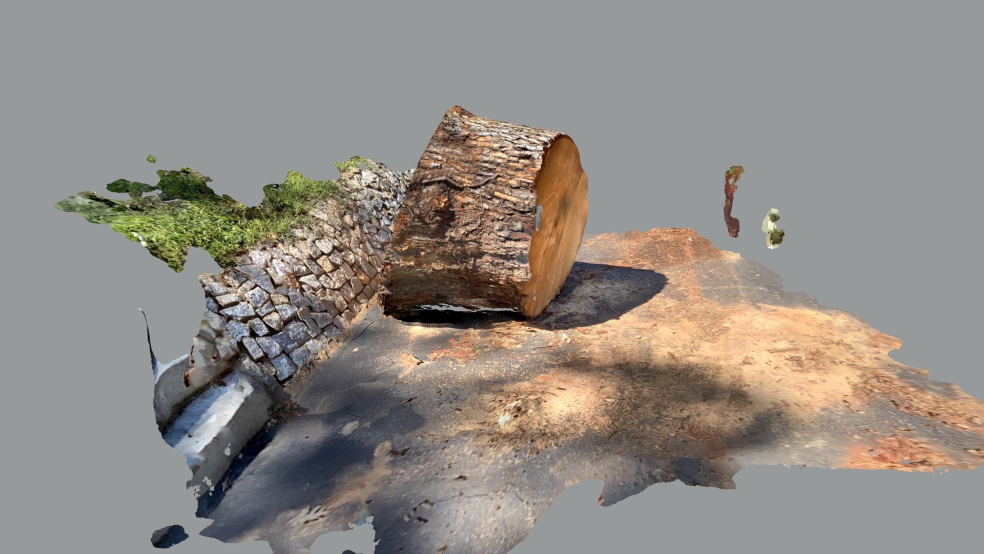 Section of a Tree (VCU_3D_7526) - Download Free 3D model by Virtual ...