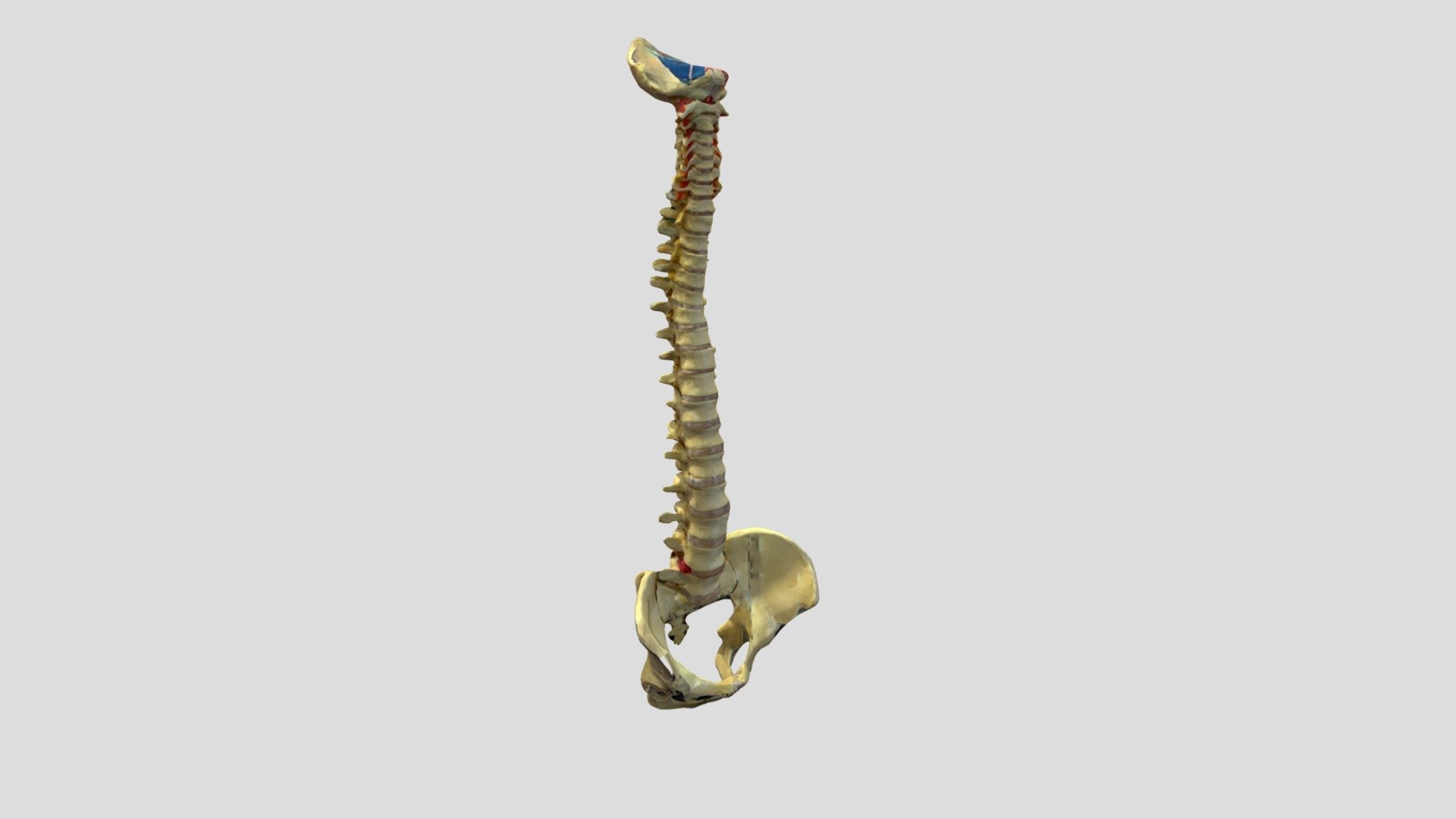 Spine Model From the Chiropractor - 3D model by dreadstache (@lucmcote ...