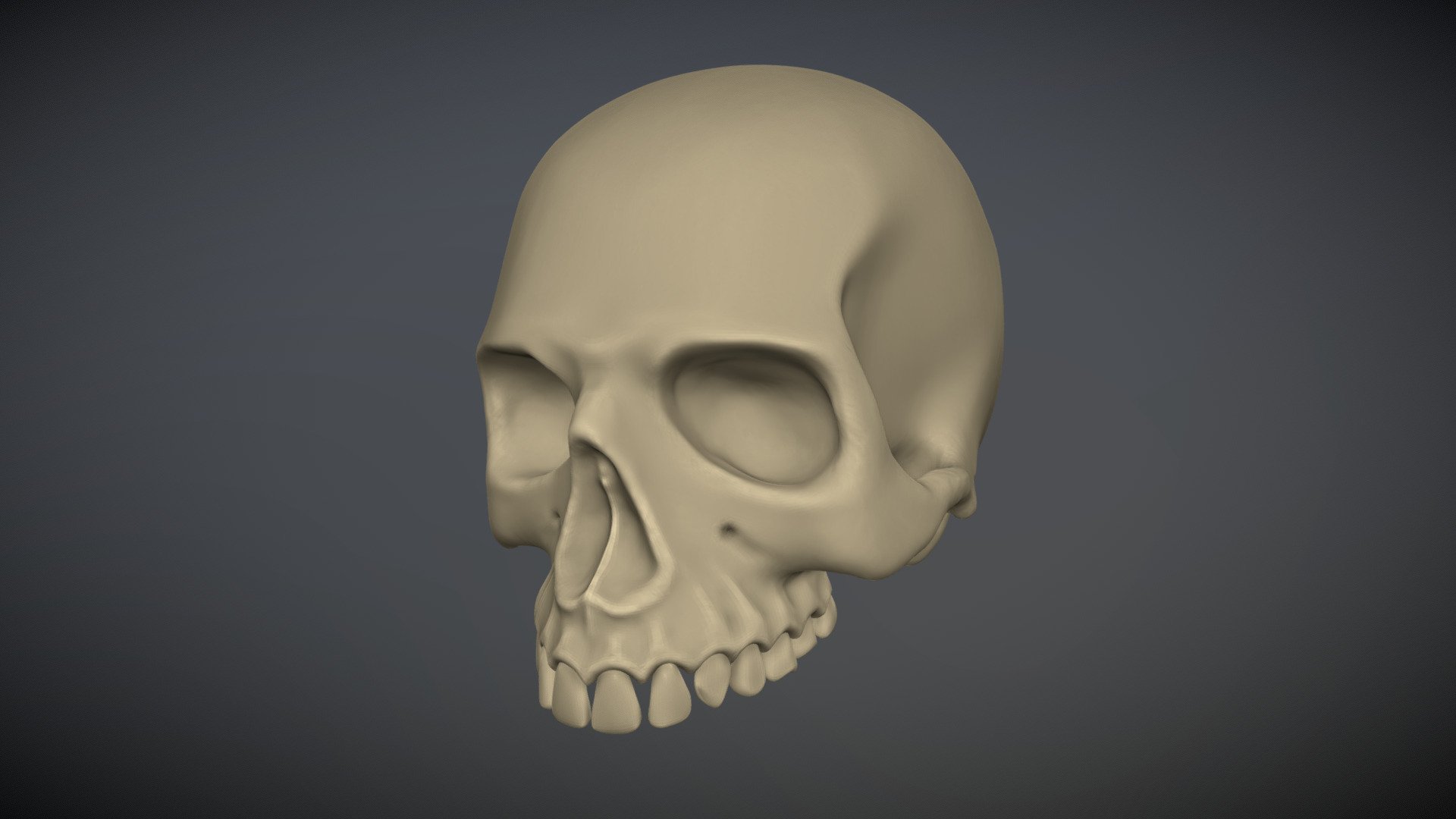 Skull Sculpt - 3D model by Robin Rayée (@RobinRayee) [8cb8aa8] - Sketchfab