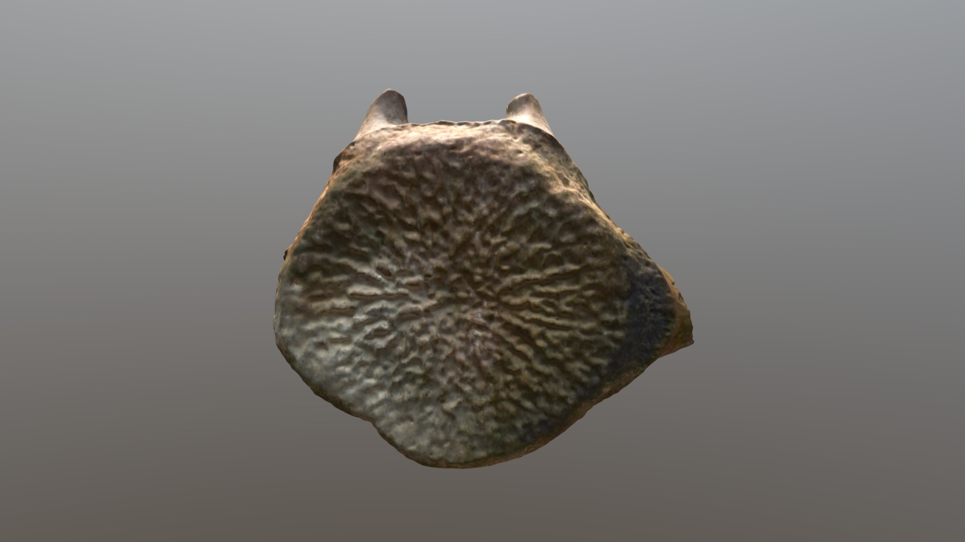 Fossil Whale Vertebra (VCU_3D_4606) - Download Free 3D model by Virtual Curation Lab ...