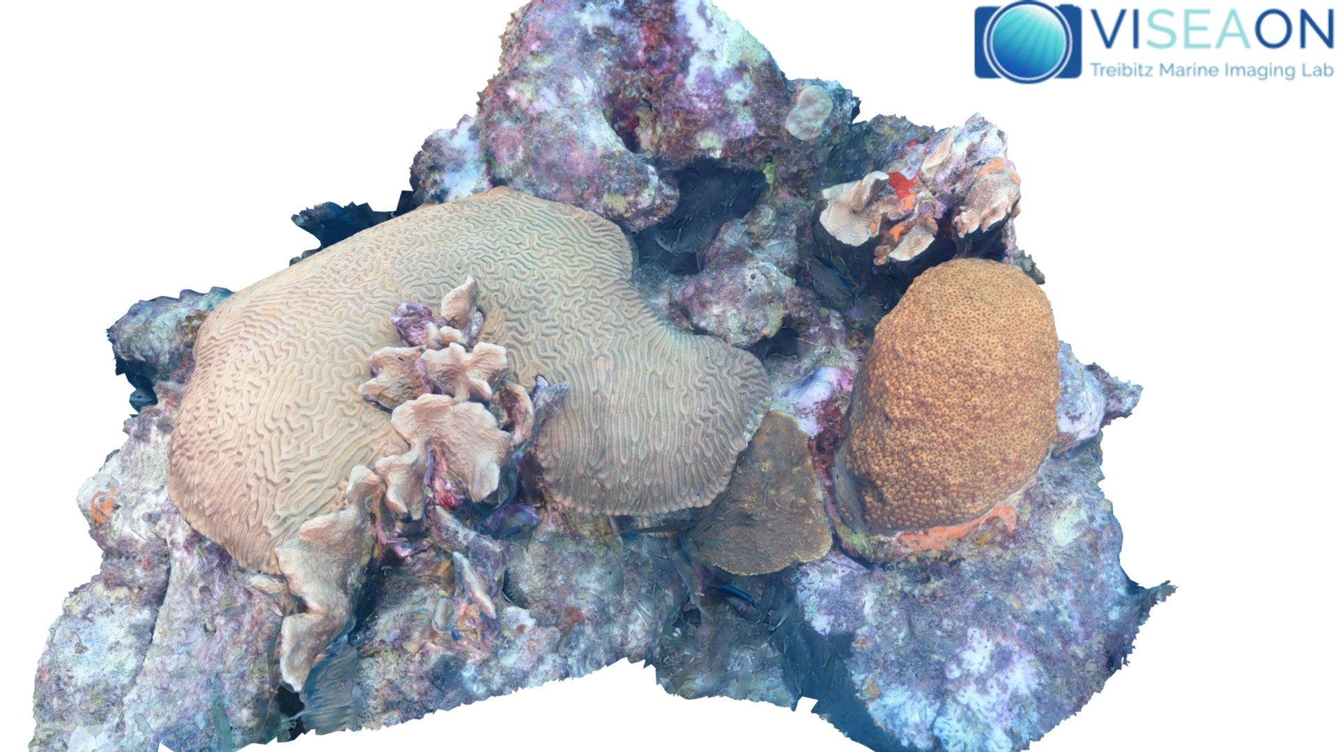 Diploria(?)&Montastrea, 20m, Jeremi, Curacao - 3D model by VISEAON ...