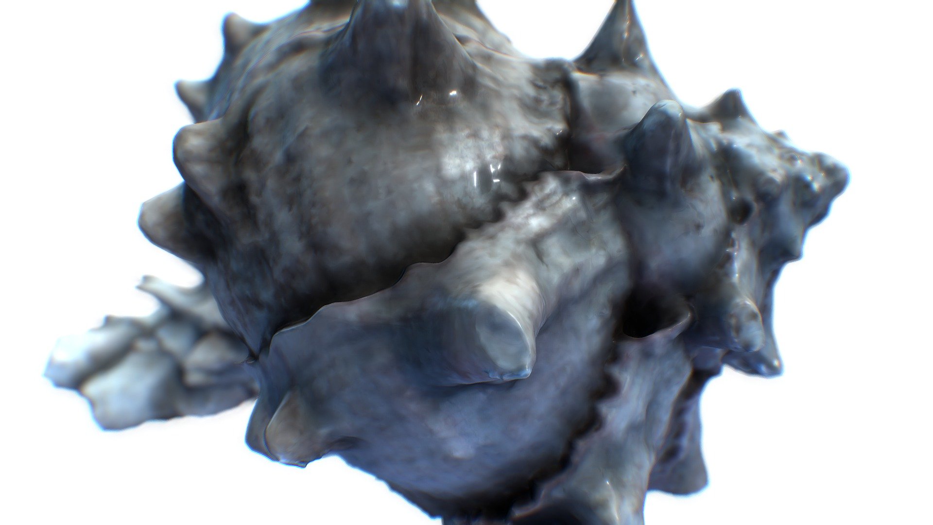 Photogrammetry Shell - 3D model by Suaking (@suaquin) [8cd04fa] - Sketchfab